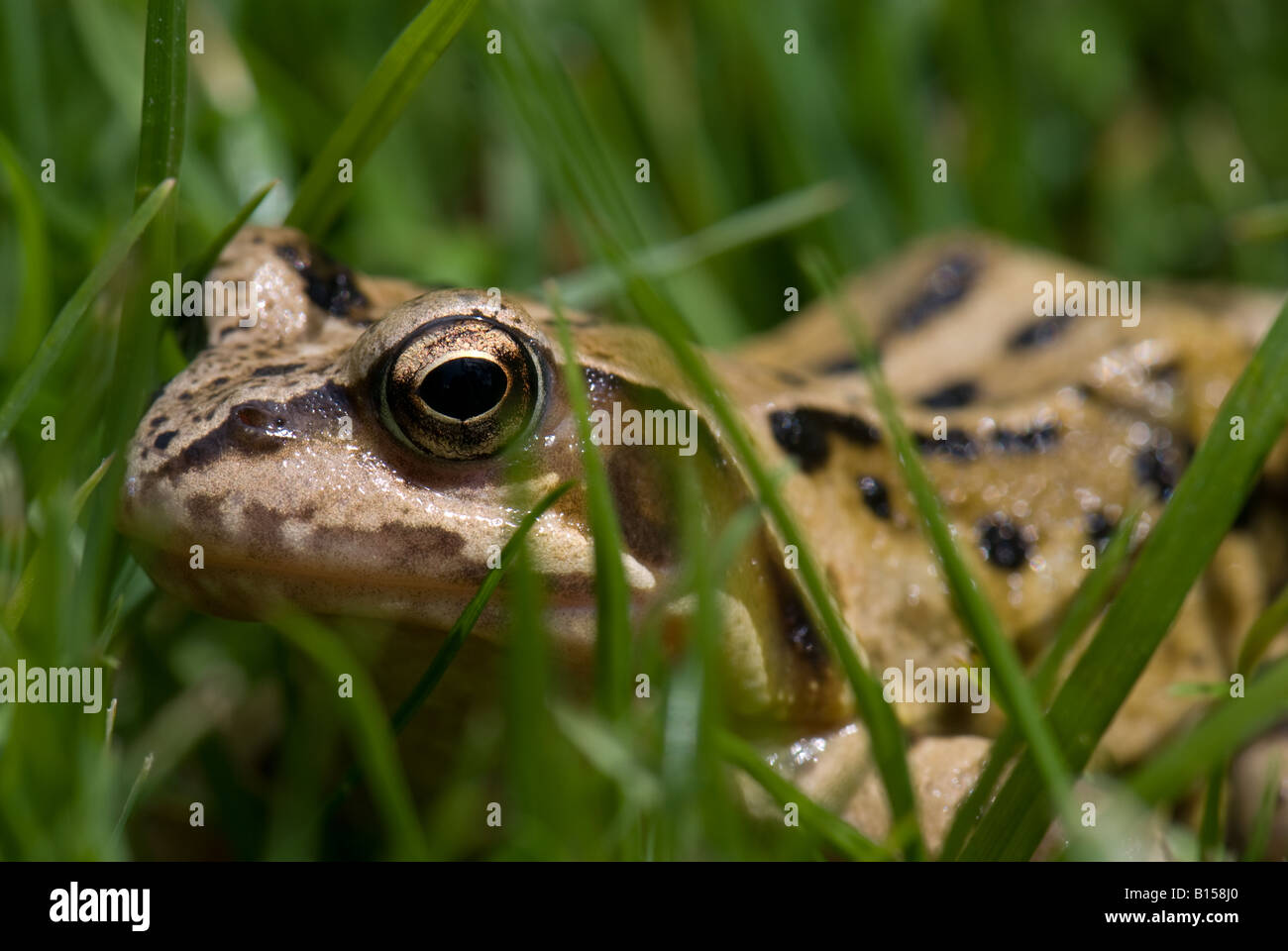 Frog in the grass hi-res stock photography and images - Alamy