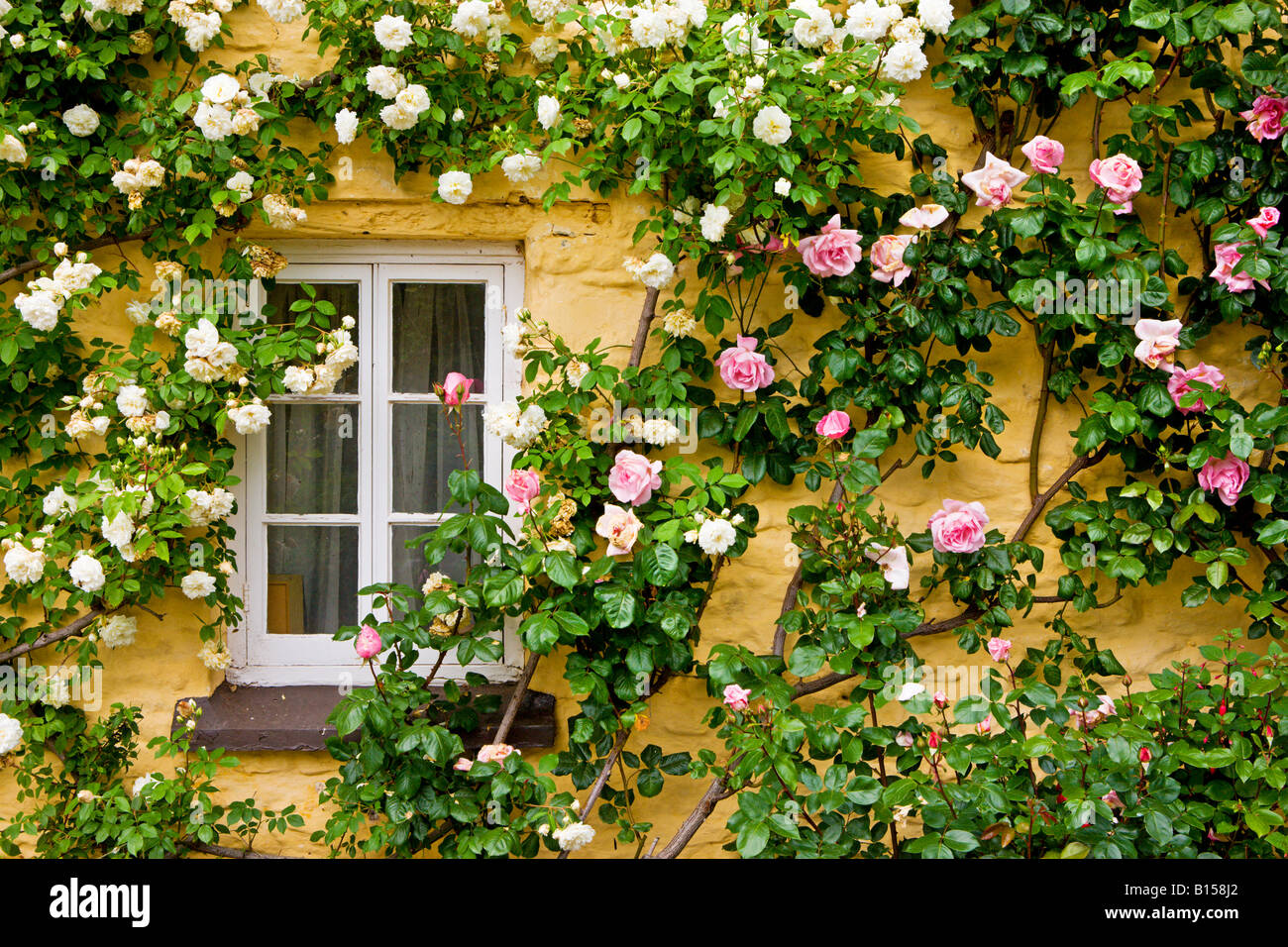 Rose covered cottage at Bossington village in Exmoor National Park ...