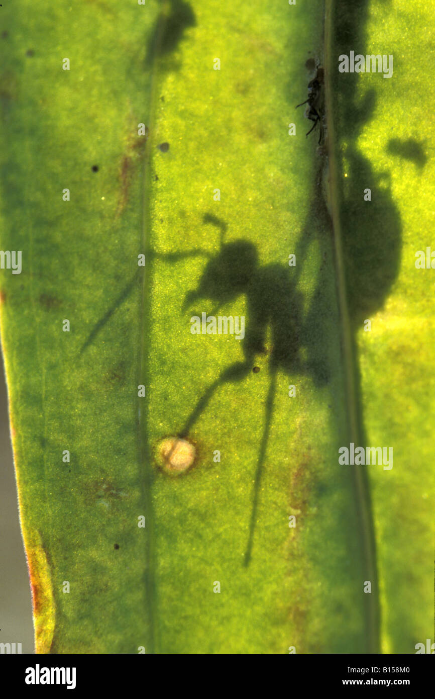 ant shadow insect formica Formica rufa ombra di formica ombra insetto ...