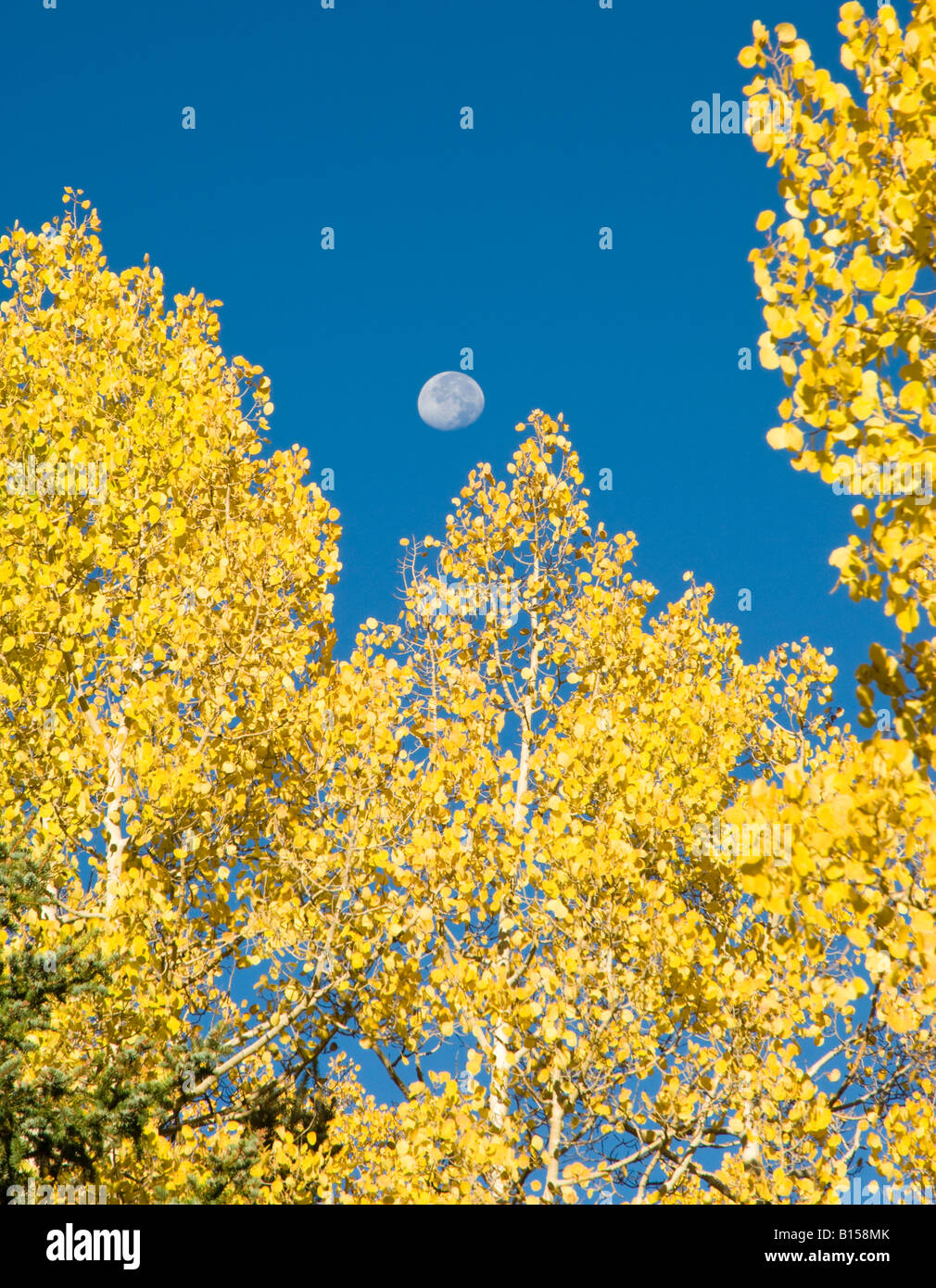 brillient fall colors in Fish Lake National Forest in Southern Utah ...