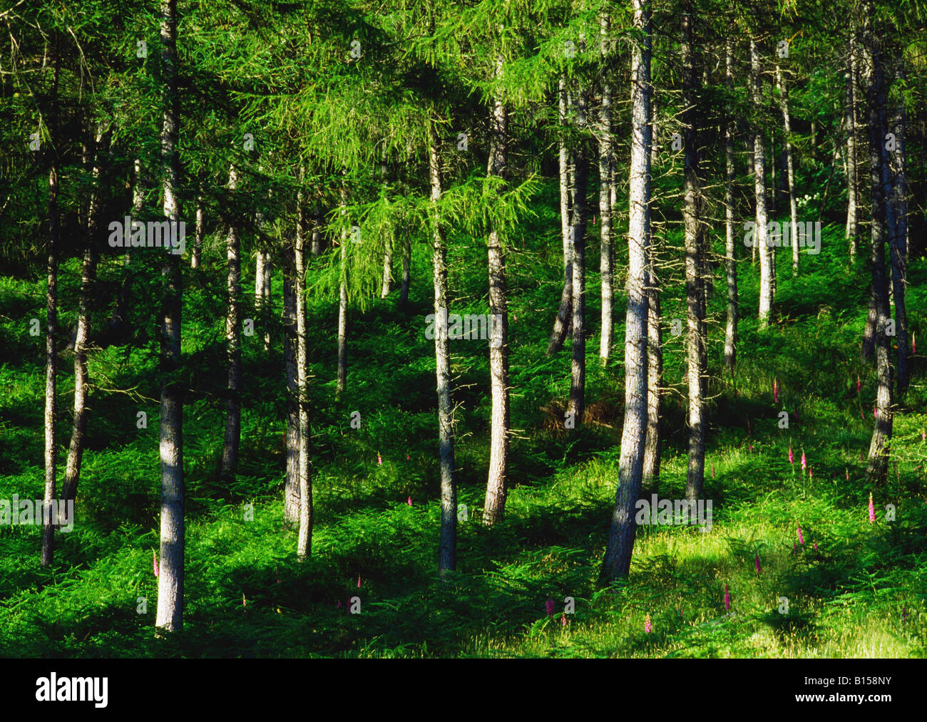 Coniferoustree hi-res stock photography and images - Alamy