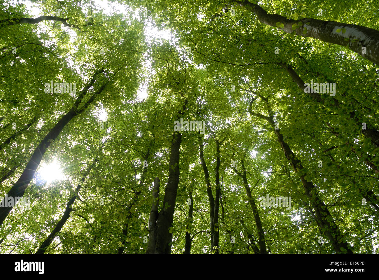 Beech plants hi-res stock photography and images - Alamy