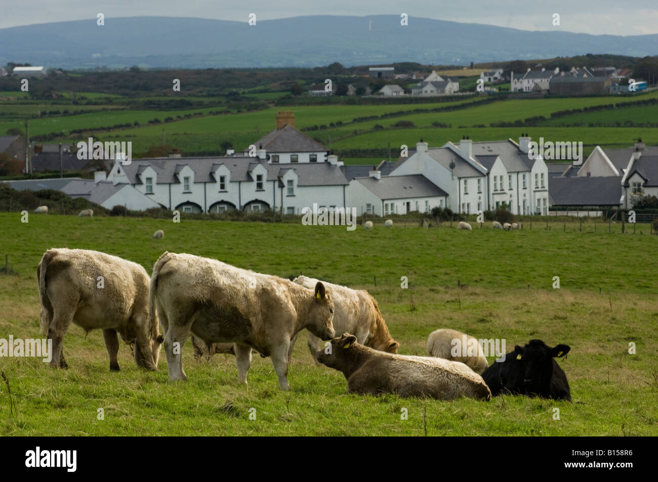 Lush green farm land near the Giants Causeway, County Antrim, Northern ...