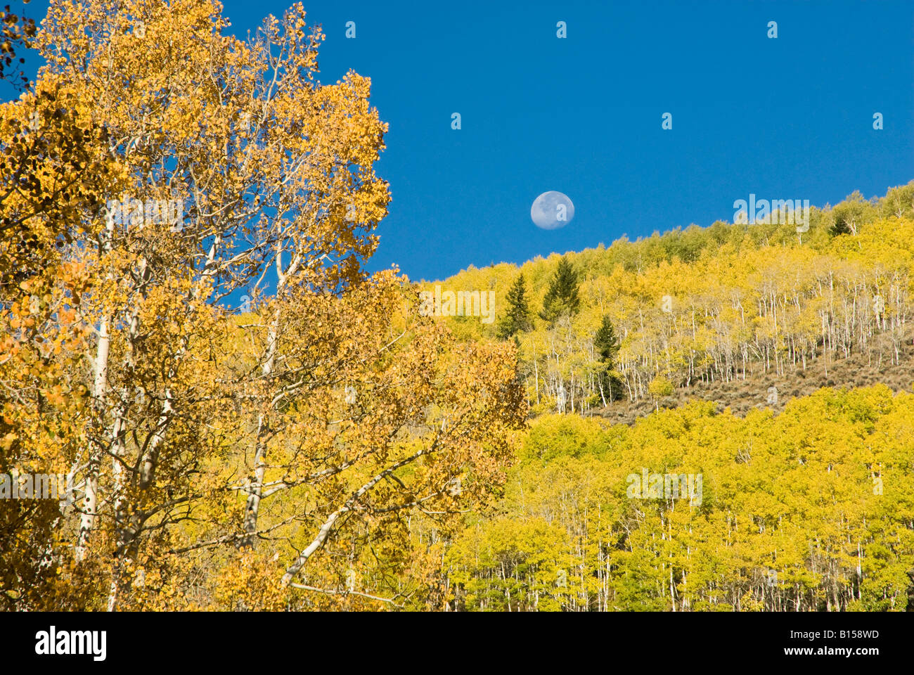 brillient fall colors in Fish Lake National Forest in Southern Utah ...