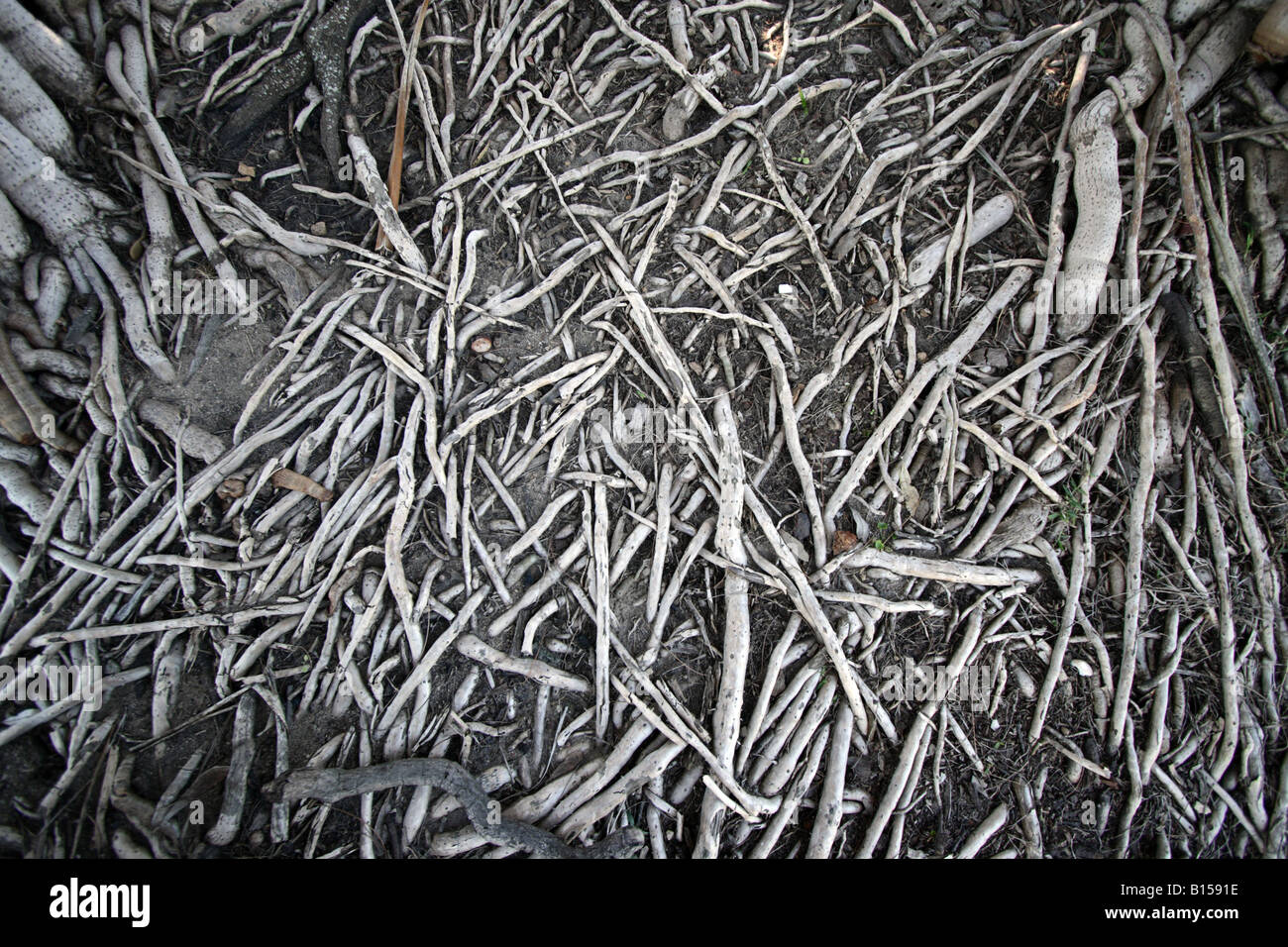 CRISS CROSS PATTERN OF TREE ROOTS ON RIVER BANK BLACK AND WHITE ...
