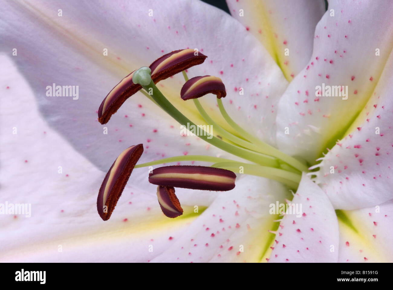 Pink lily close up Stock Photo - Alamy