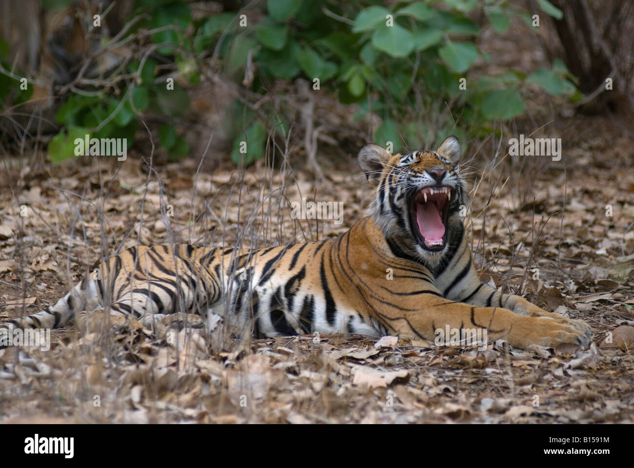 Sub adult tiger yawing in the dry deciduous habitat of Ranthambhore ...