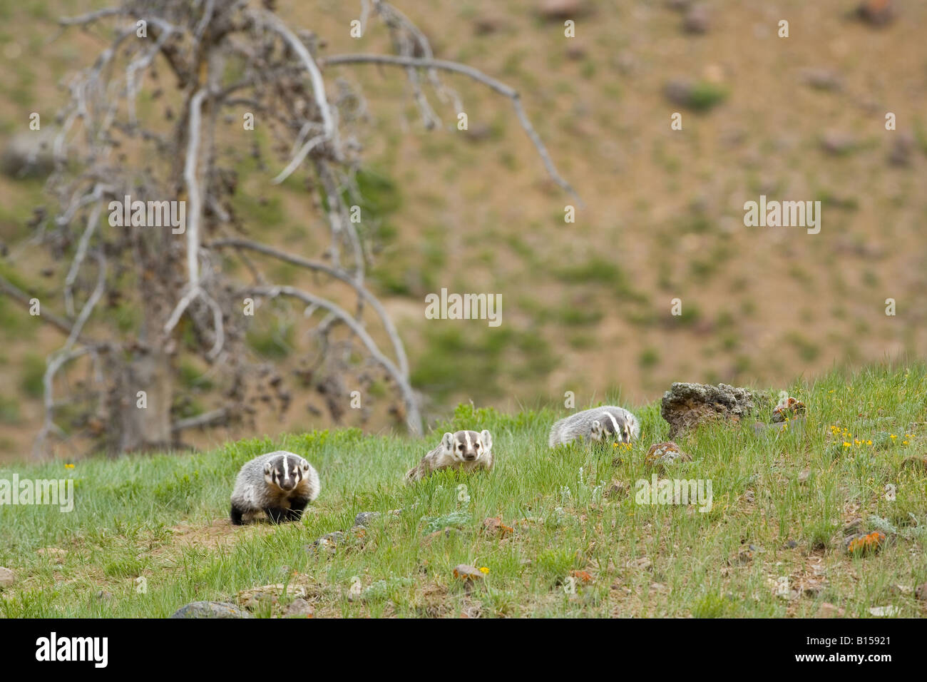 American Badgers (Taxidea taxus) in Yellowstone National Park Stock ...