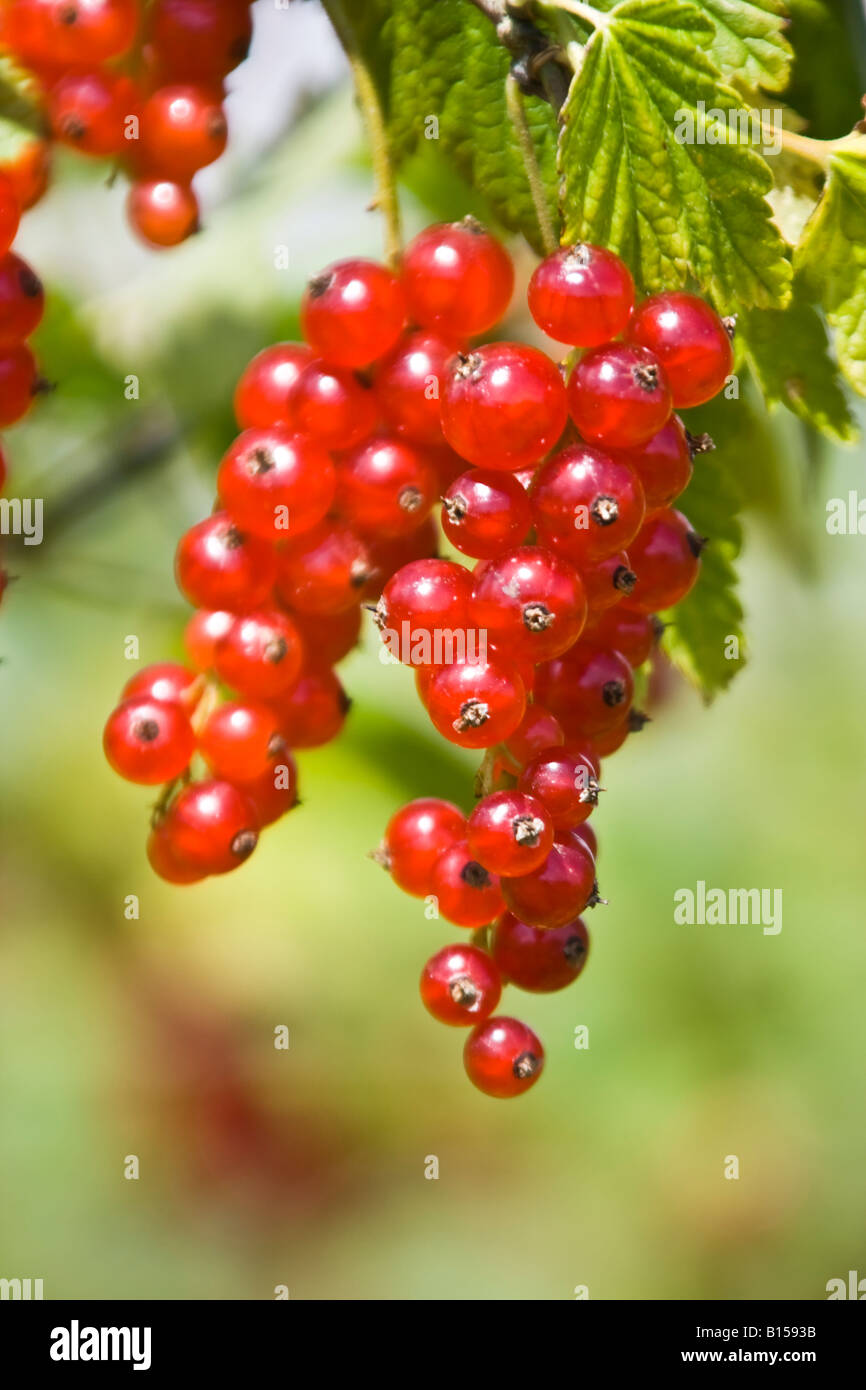 red currant fruit berry food Stock Photo - Alamy