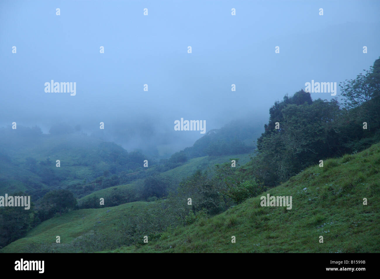 Foresta pluviale hi-res stock photography and images - Alamy