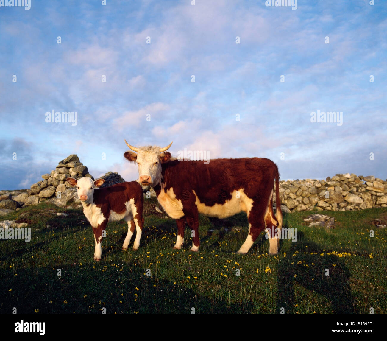 Cow and Calf, Connemara, County Galway, Ireland Stock Photo - Alamy