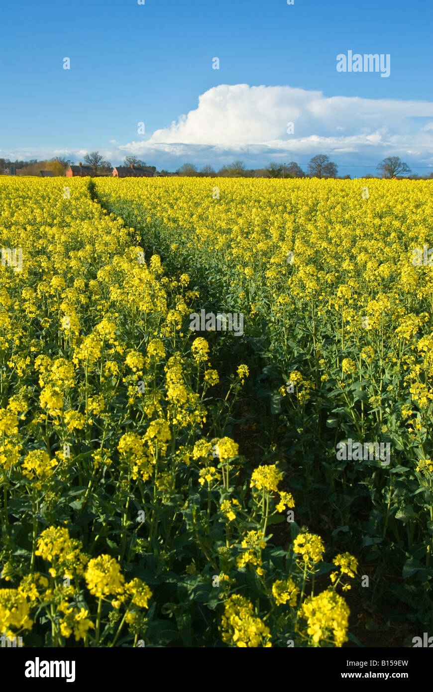 Yellow rape seed flowers grown as a farm crop in Bromham Wiltshire ...