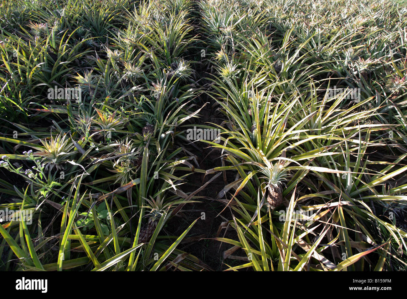ROWS OF PINEAPPLE PLANTS HORIZONTAL BDB10070 Stock Photo - Alamy