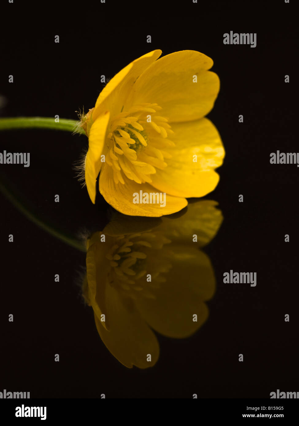 Creeping Buttercup Ranunculus repens reflected on Black Stock Photo - Alamy