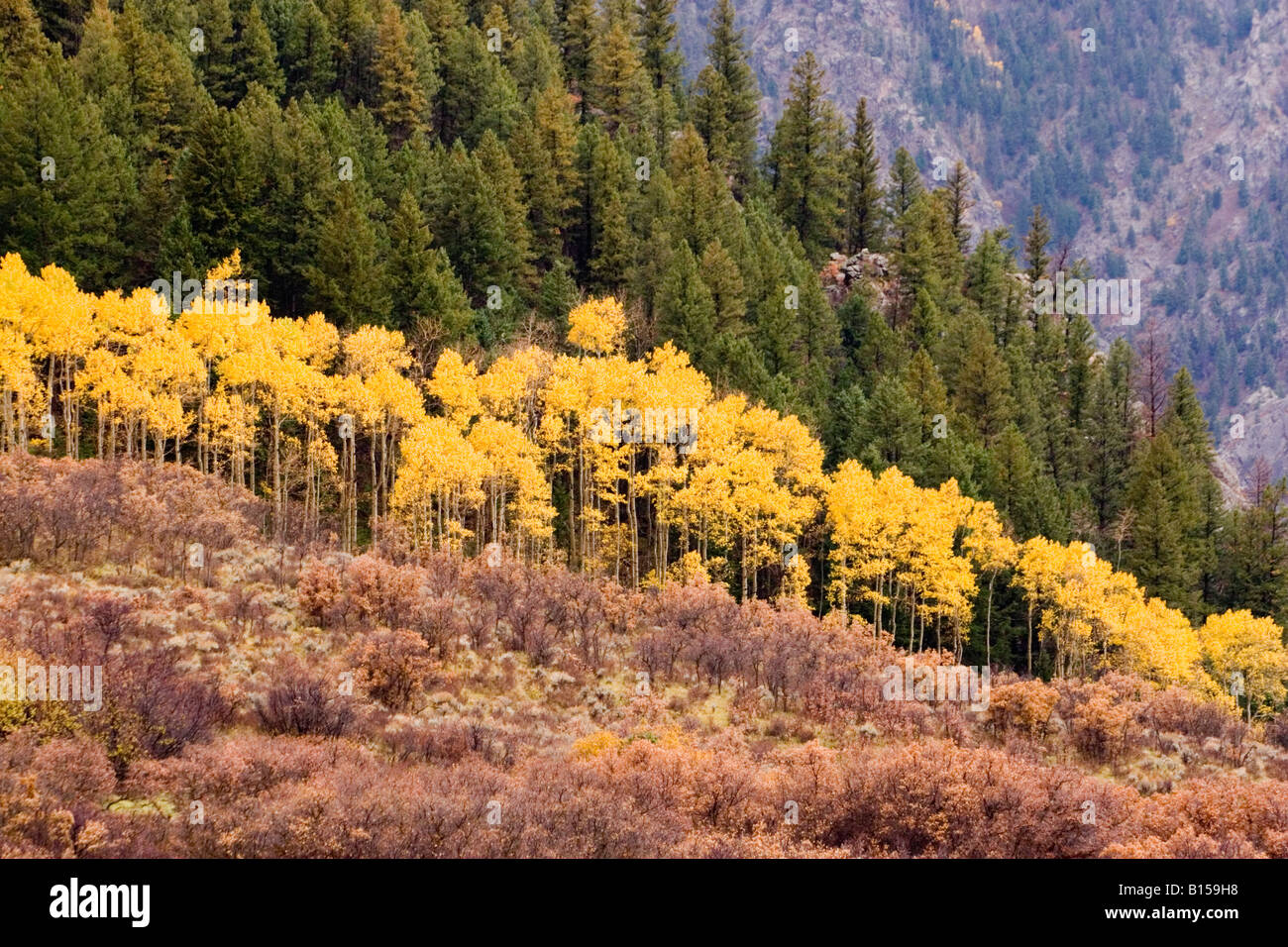 Aspen trees during fall in Colorado Stock Photo - Alamy