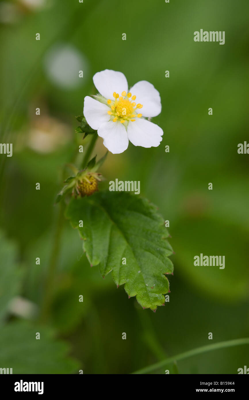 Wild Strawberry Fragaria vesca plant in flower Stock Photo - Alamy