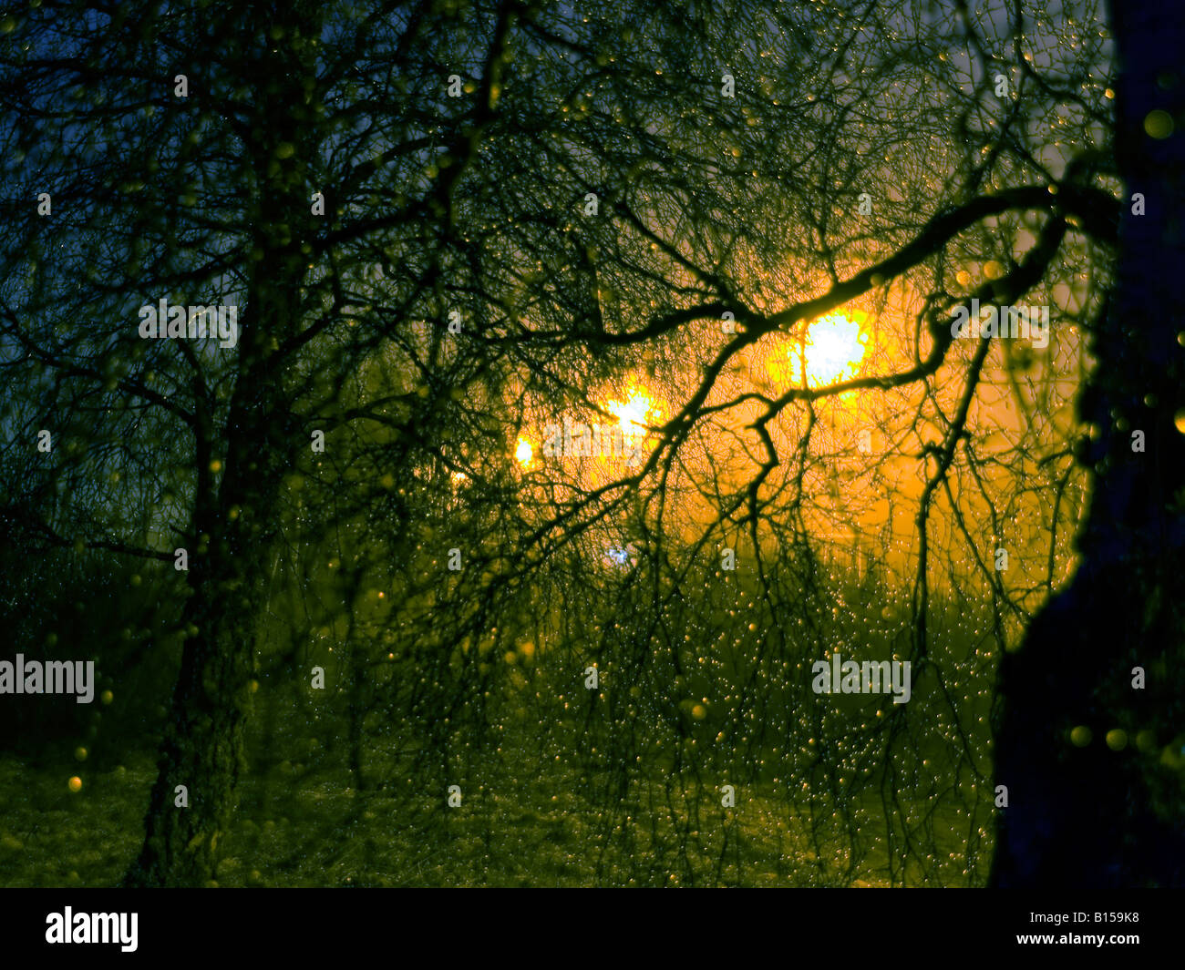 Trees just after the rain on Christmas eve, Black Isle near Inverness ...
