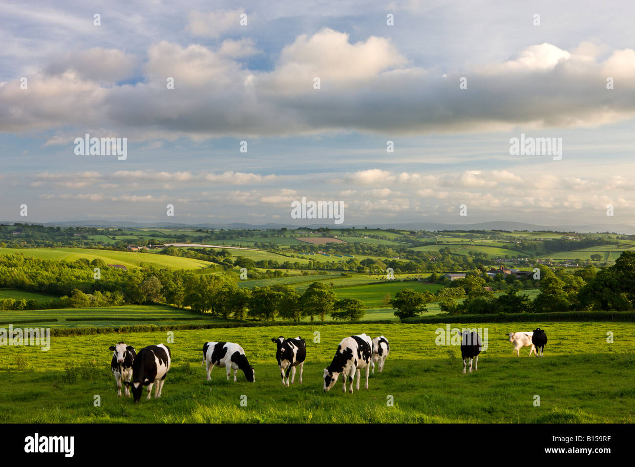 Friesian cows grazing on the beautiful mid Devon Countryside England ...