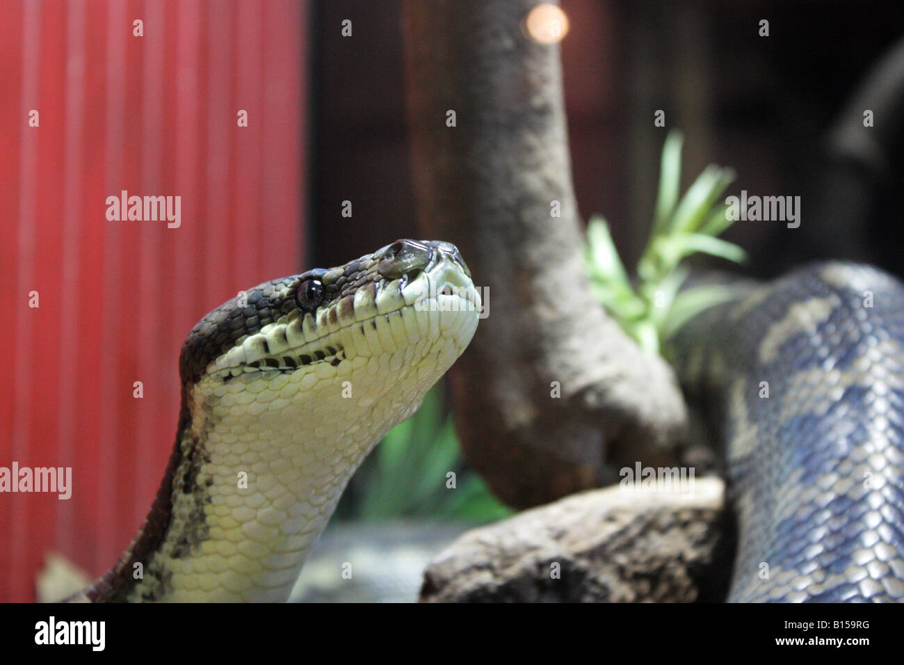 Morelia spilota variegata hi-res stock photography and images - Alamy