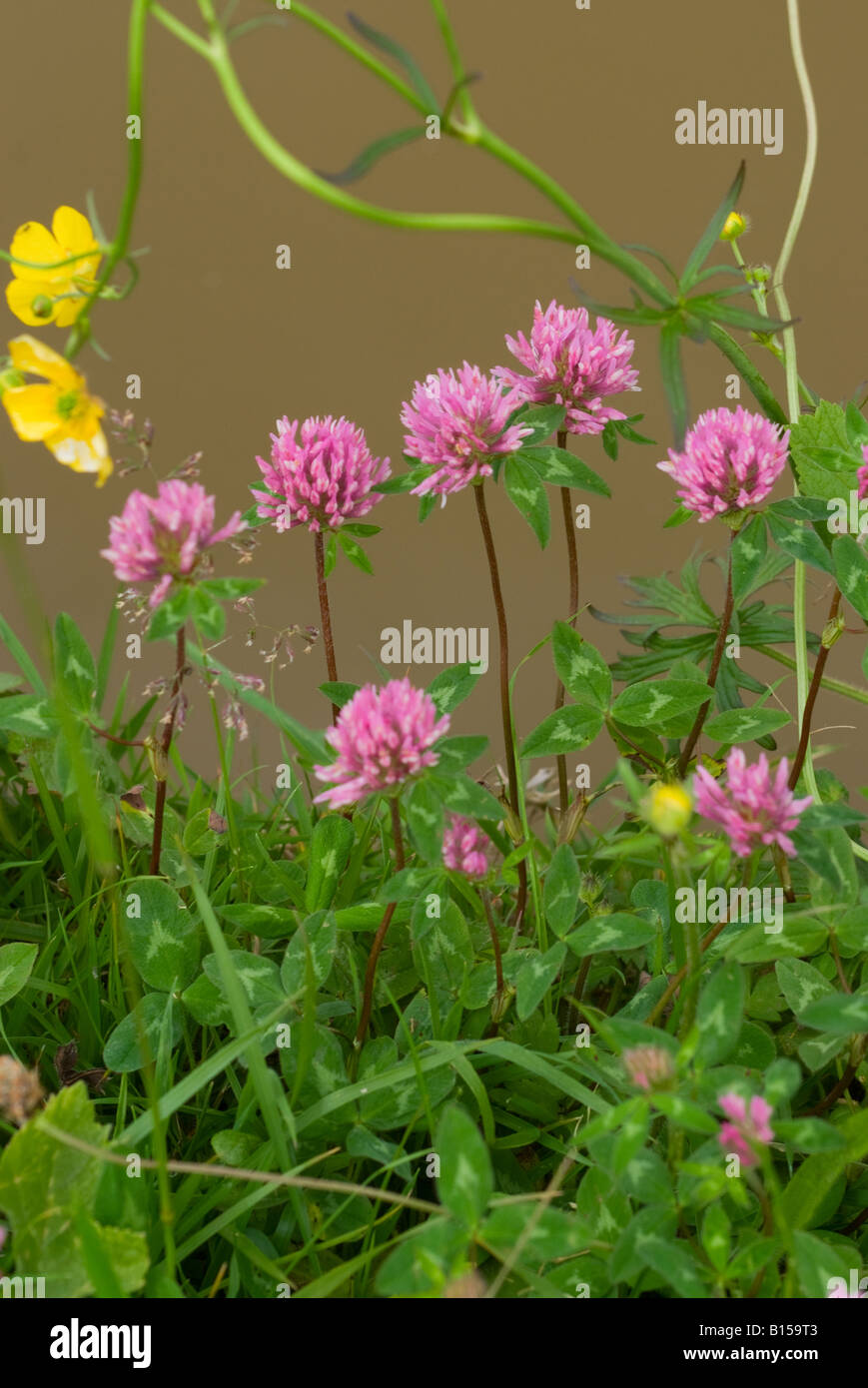 Meadow Clover on the Bank of the Trent and Mersey Canal near Rode Heath ...