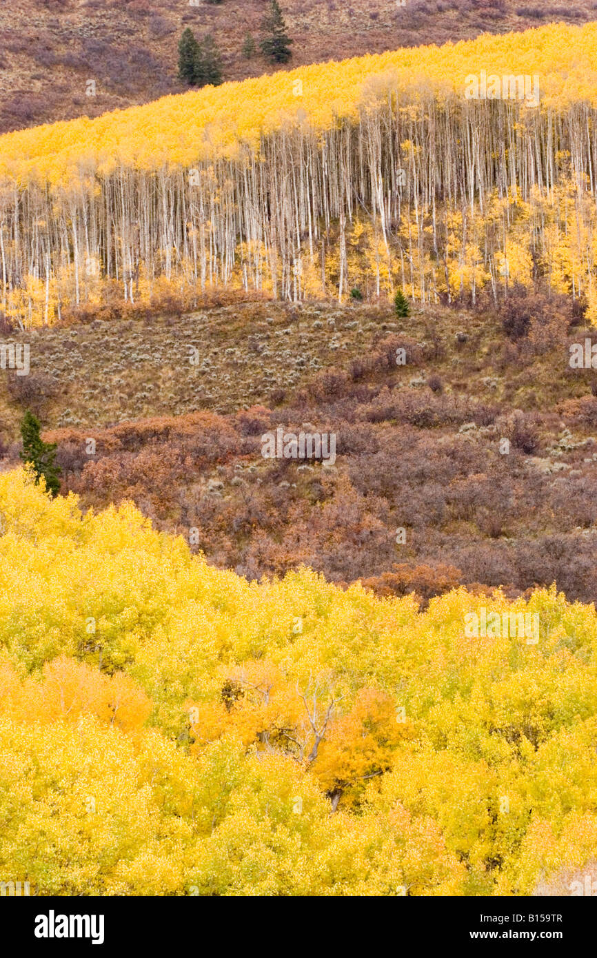 Aspen trees during fall in Colorado Stock Photo - Alamy