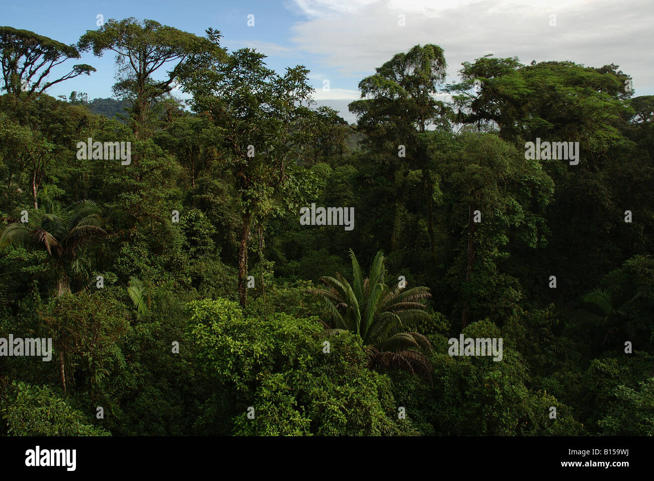 Costarica rain forest foresta pluviale foresta tropicale Braulio ...