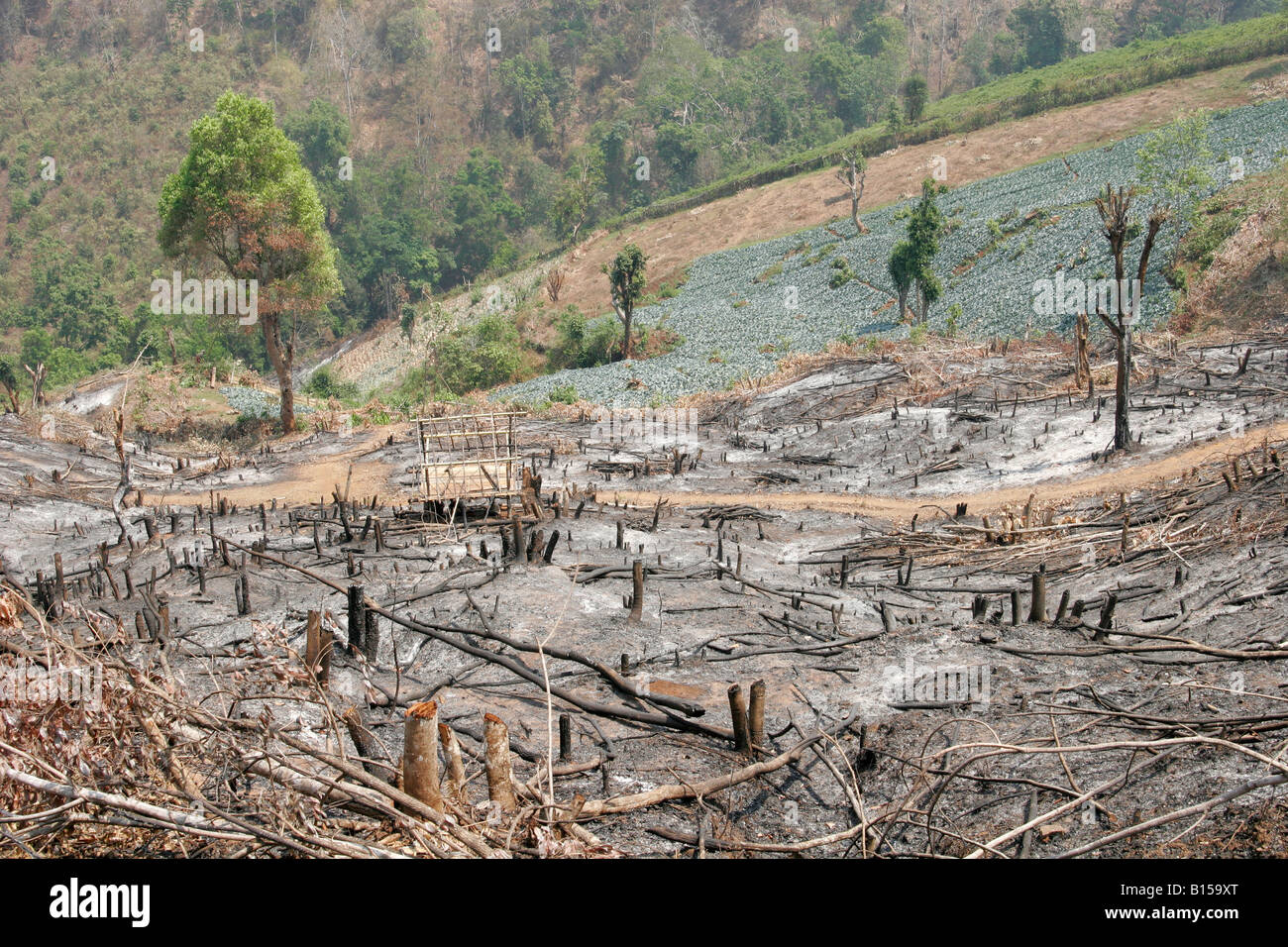 Slash and burn method of clearing the land, Chiang Mai province, North ...