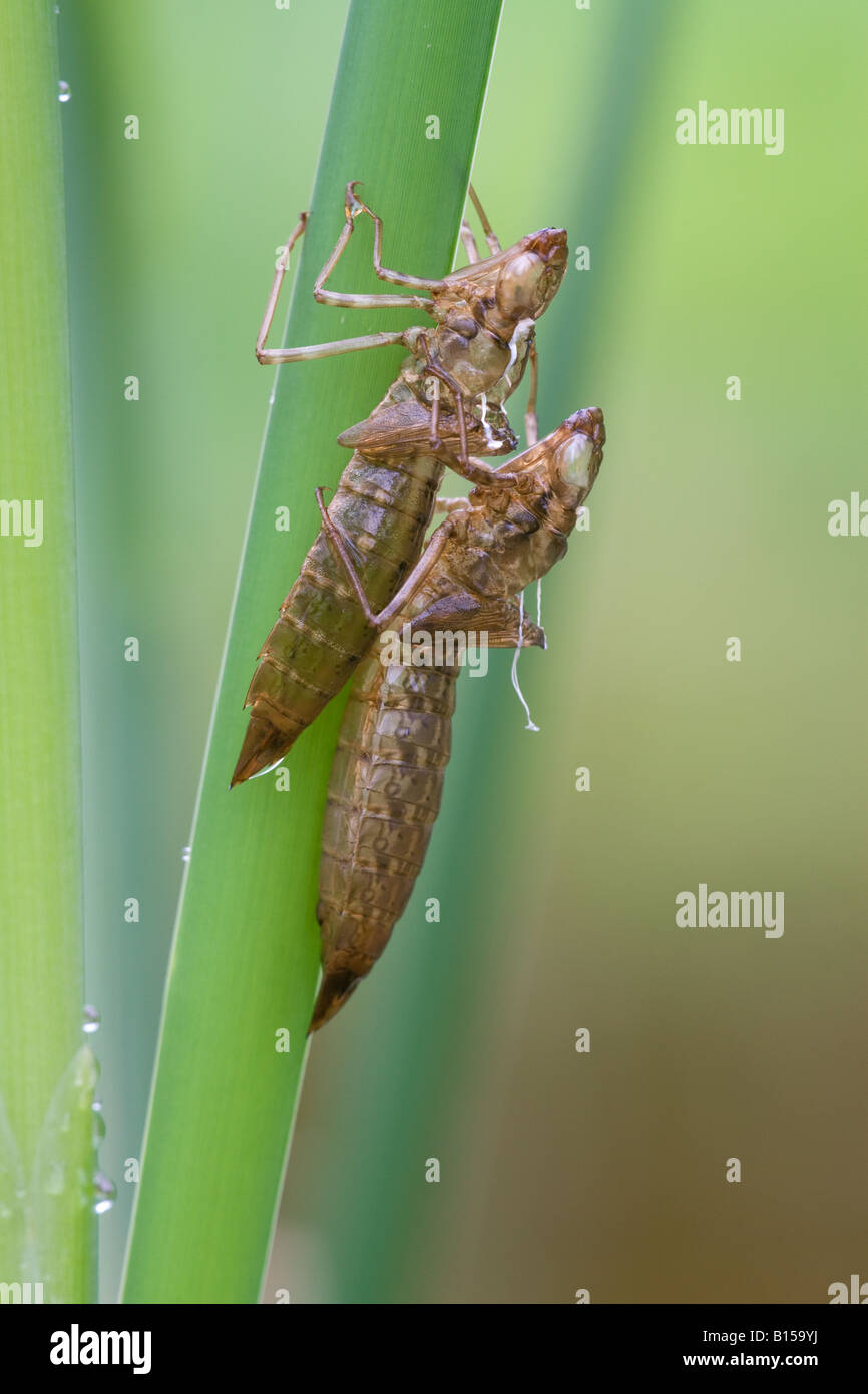Emperor Dragonfly Anax imperator two exuvia on a Bulrush Typha ...
