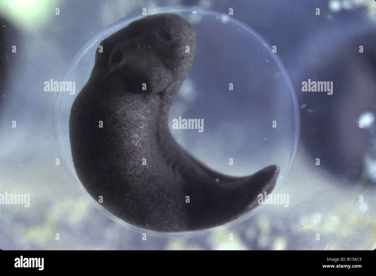 Frog embryo hi-res stock photography and images - Alamy