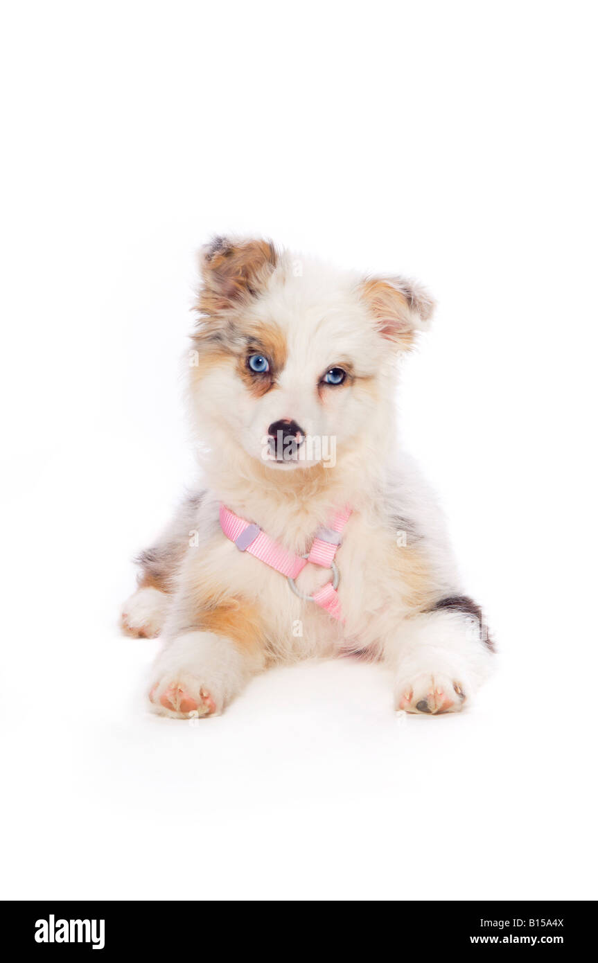 Fluffy australian shepherd dog Cut Out Stock Images & Pictures - Alamy
