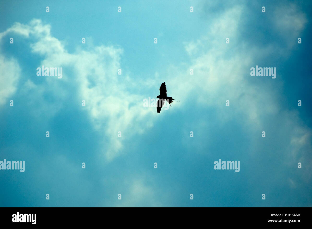 Bird of prey mid-flight Stock Photo - Alamy