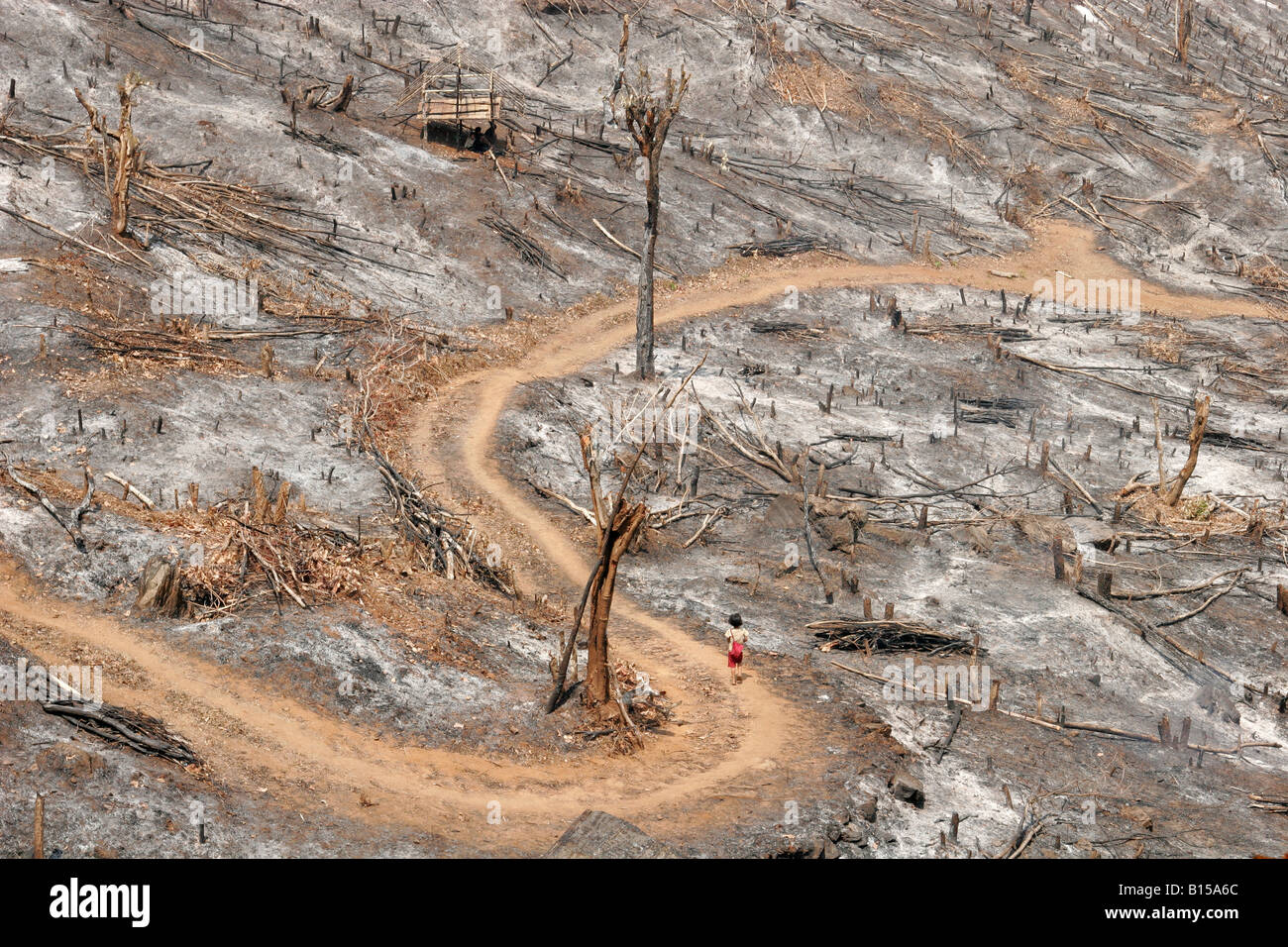 Slash and burn land clearing hi-res stock photography and images - Alamy
