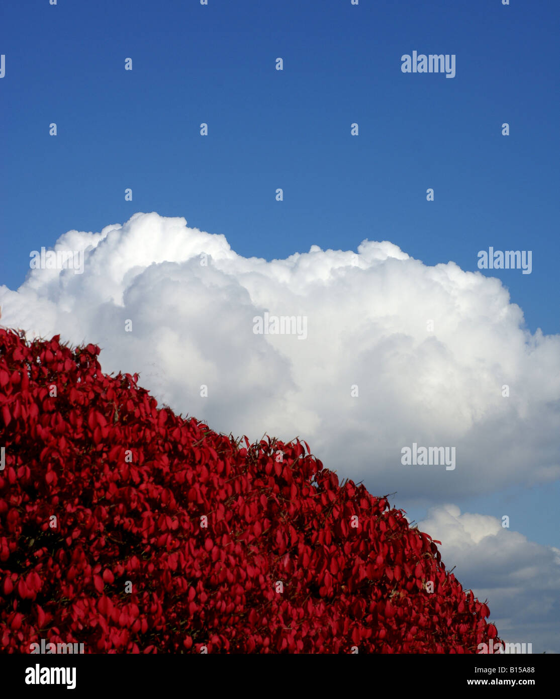 red leaved bush with backdrop of fluffy white clouds against blue sky ...