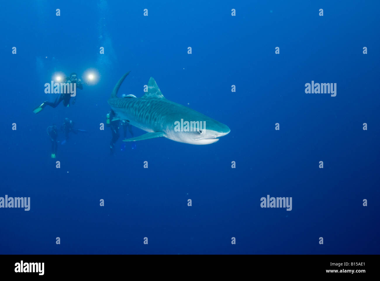Tiger and scubadiver Stock Photo - Alamy