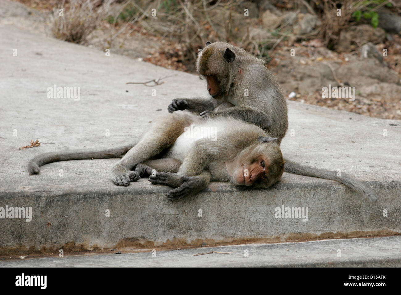Monkeys (macaque) on the slope of Khao Chong Krajok (Mirror Tunnel ...