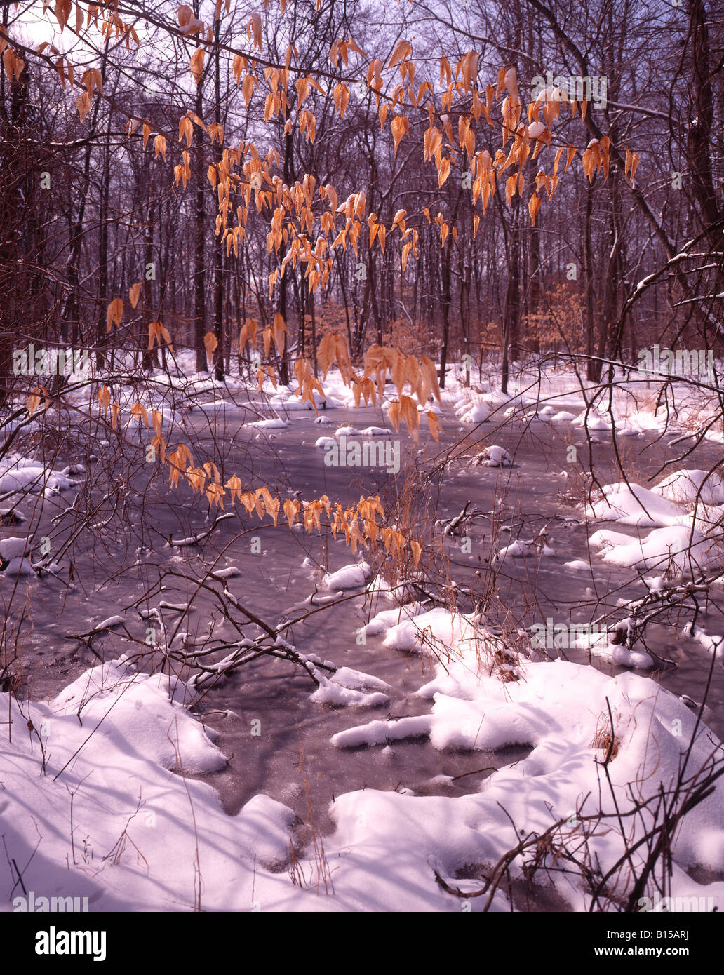 The Great Swamp in Winter - New Jersey Stock Photo - Alamy