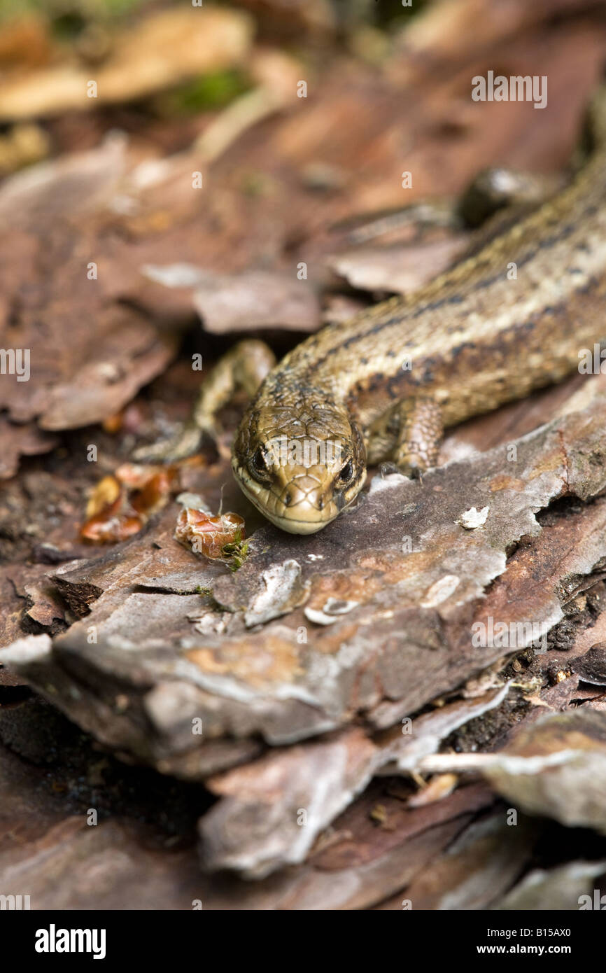 Close-up, of Common Lizard Lacerta vivipara adult 'sunning' on dead log ...
