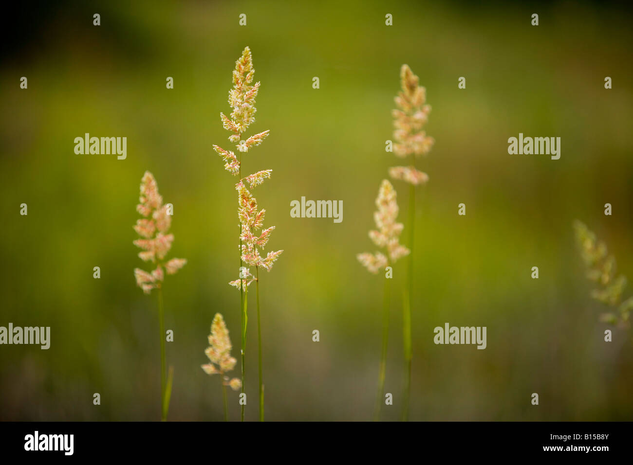 Wheat stalks growing outdoors Stock Photo - Alamy