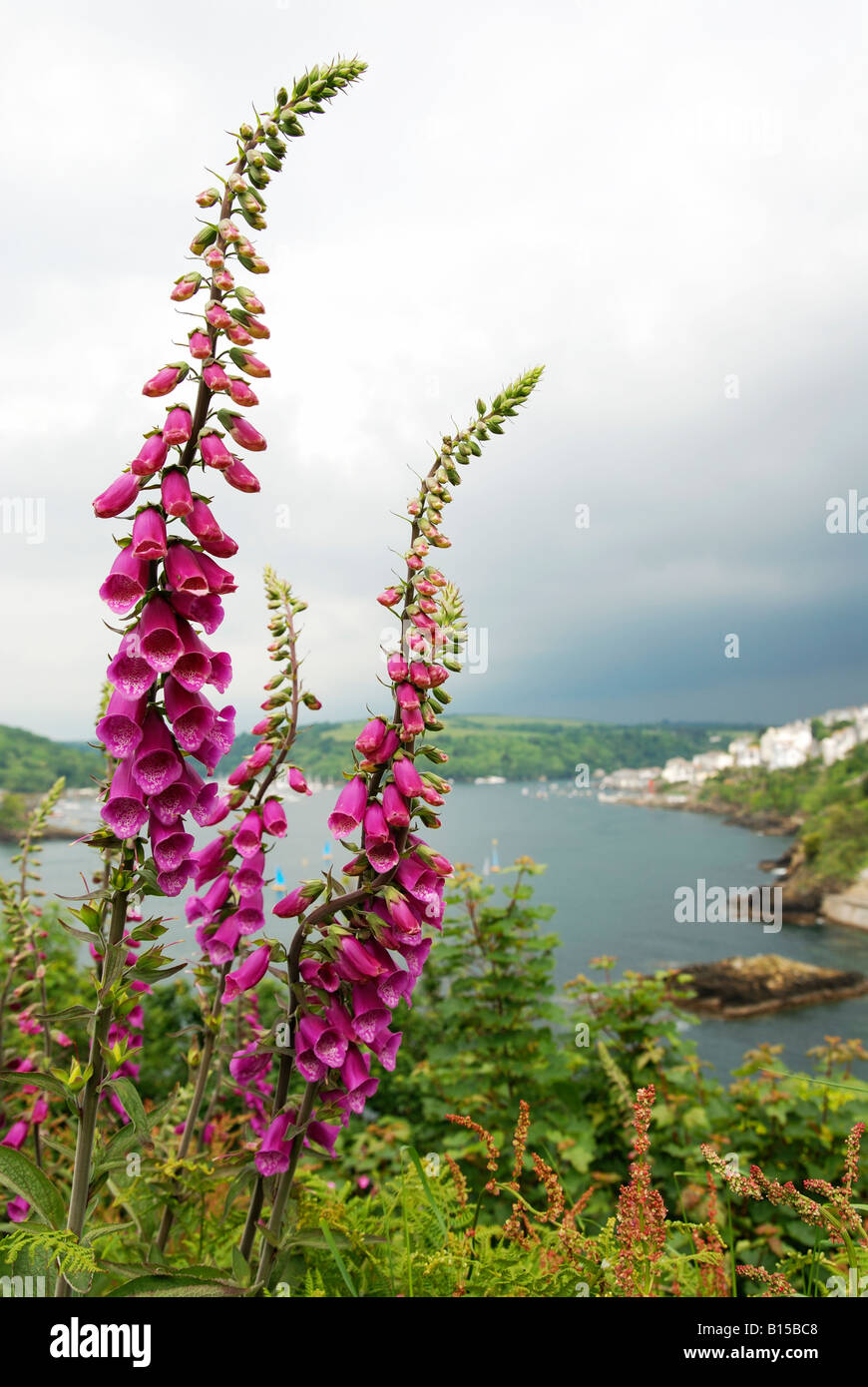 foxgloves on the coast at fowey in cornwall,england,uk Stock Photo - Alamy