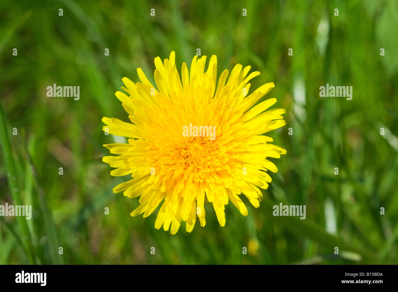 Dandelion flower under the sun lights Stock Photo - Alamy
