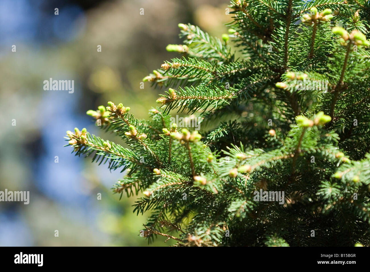 Young conifer offspring on branches in the spring Stock Photo - Alamy