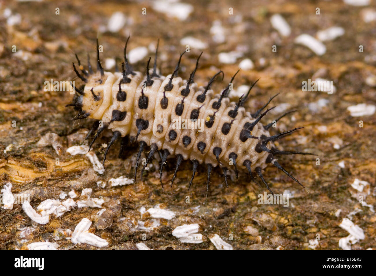 Red chilocorus beetle larva feeding on white louse scale Stock Photo ...