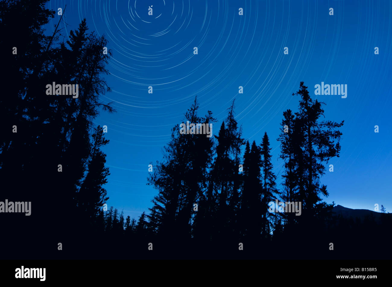 Twilight tree silhouettes and stars with time lapse photography, Jasper ...