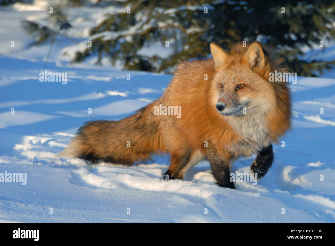 Red Fox Vulpes vulpes hunting in Winter setting North America Stock ...
