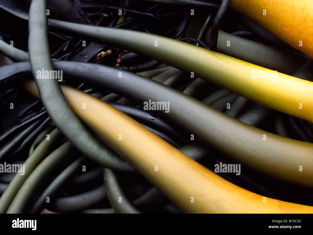 kelp (Laminaria sp.) stems, Catlins, New Zealand Stock Photo - Alamy
