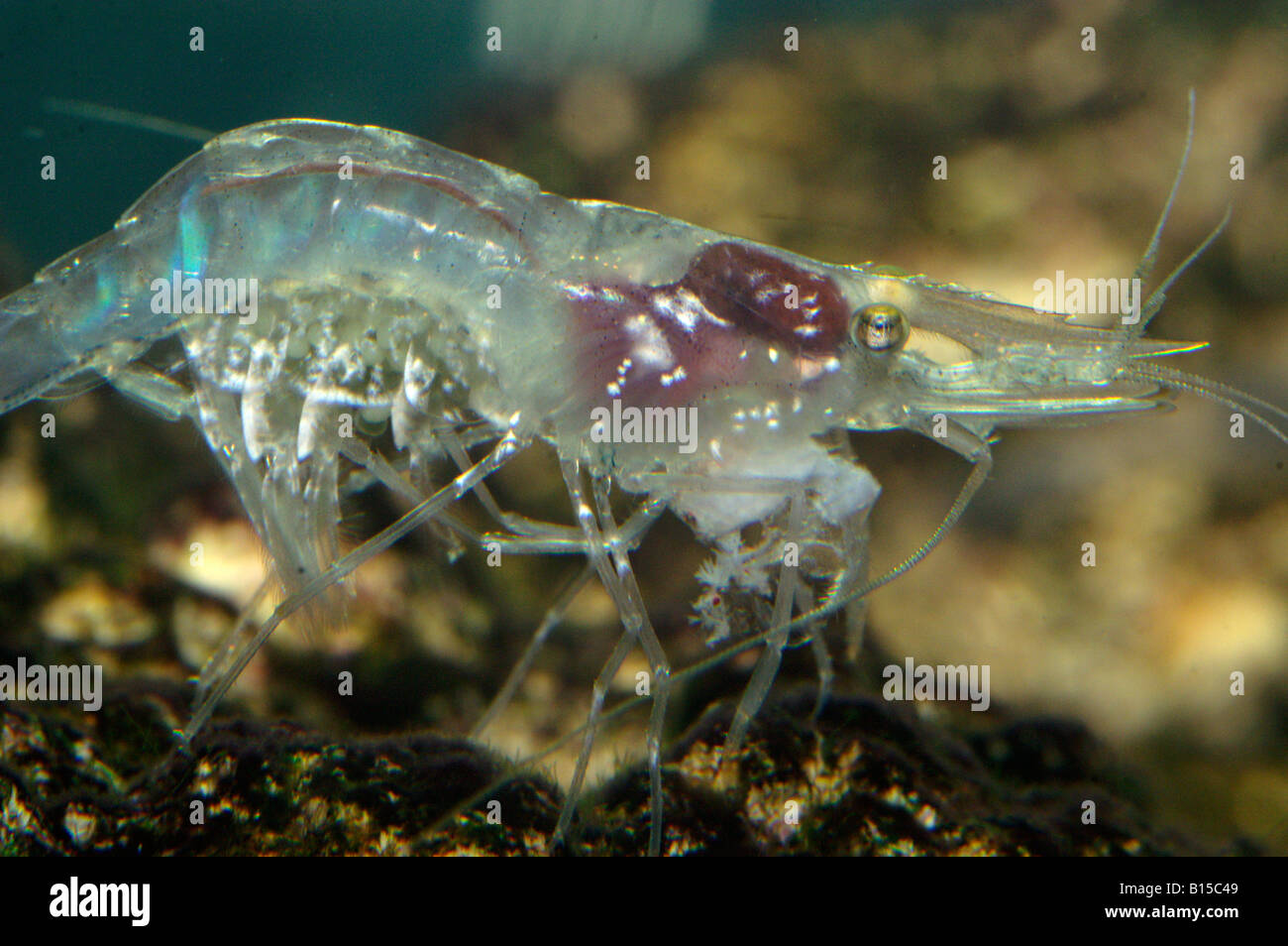 One small translucent minute sea shrimp animal in water on sea bed ...