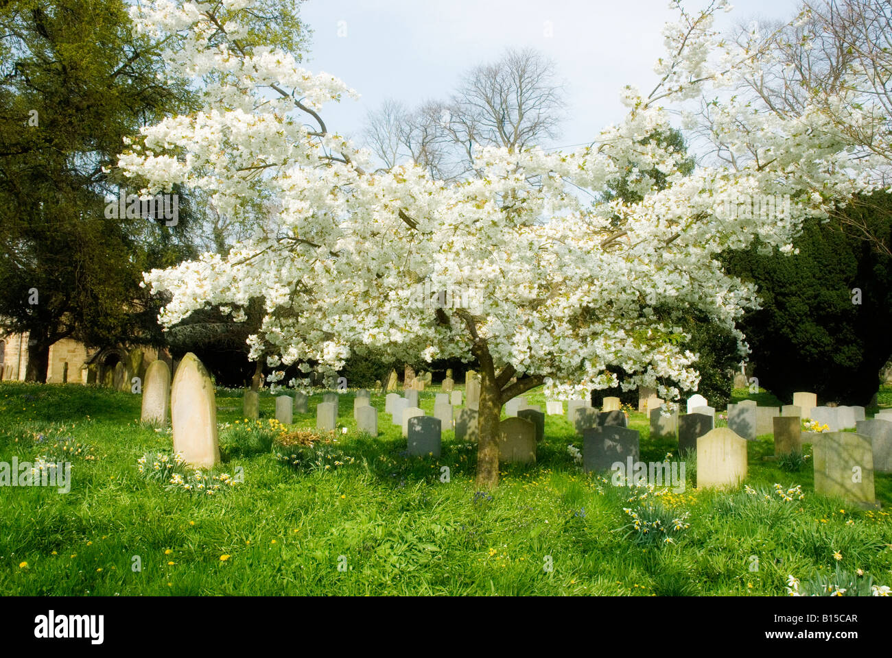 Cherry Blossom tree in a country graveyard Stock Photo - Alamy