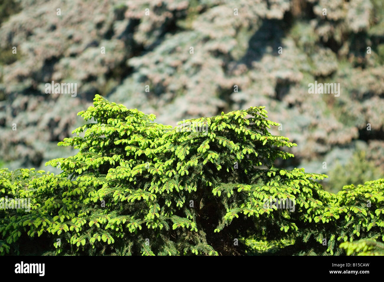 Young conifer offspring on branches in the spring Conica canadian fir ...