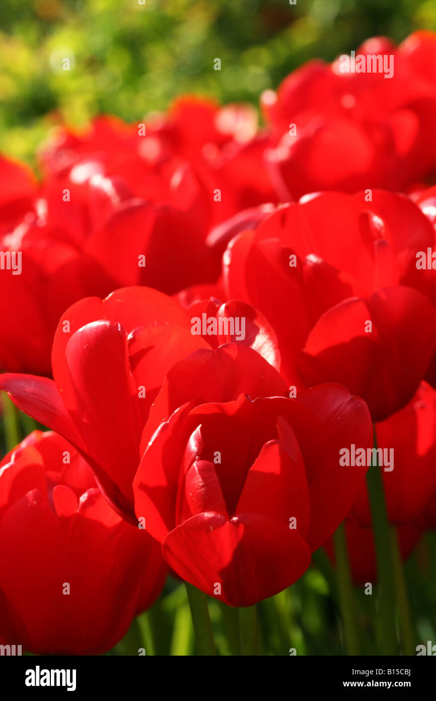 Tulip fire hi-res stock photography and images - Alamy