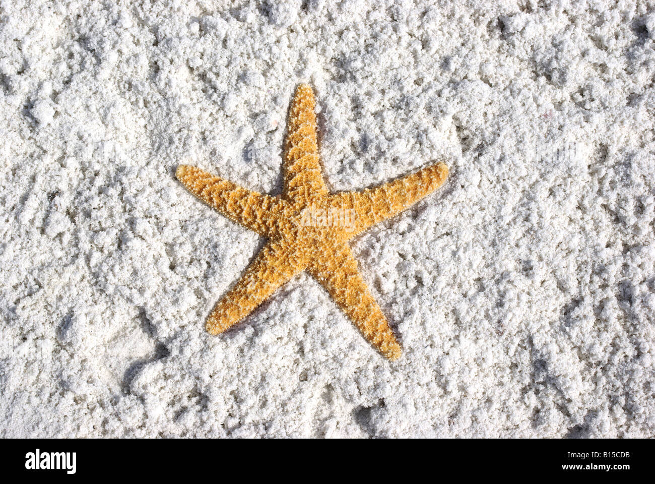 Starfish on the white sands of a Florida beach Stock Photo - Alamy